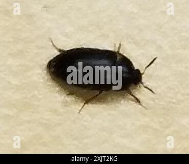 Black Carpet Beetles (Attagenus) Insecta Stock Photo - Alamy