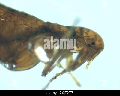 Rodent and Bird Fleas (Ceratophyllidae) Insecta Stock Photo - Alamy