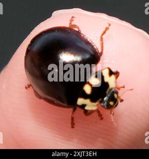 Fifteen-spotted Lady Beetle (Anatis labiculata) Insecta Stock Photo - Alamy