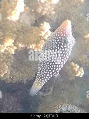 Hawaiian Spotted Toby (Canthigaster jactator) Actinopterygii Stock ...