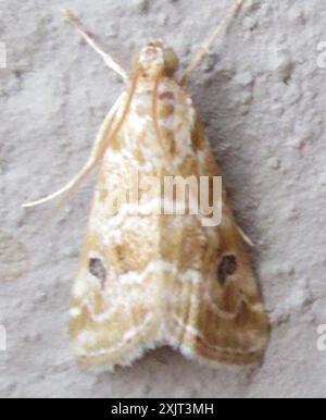 Old World Webworm (Hellula undalis) Insecta Stock Photo - Alamy