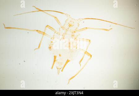 Tupelo-blackjack Aphid (Aphis coreopsidis) Insecta Stock Photo - Alamy
