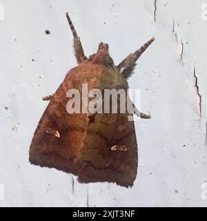 Signate Quaker (Tricholita signata) Insecta Stock Photo - Alamy
