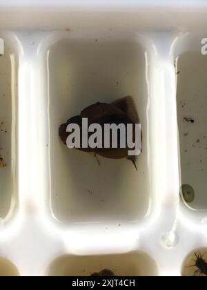 Chinese Mystery Snail (Cipangopaludina chinensis) Mollusca Stock Photo ...