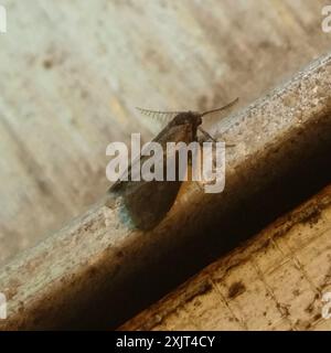 Common Bagworm Moth (Psyche casta) Insecta Stock Photo - Alamy