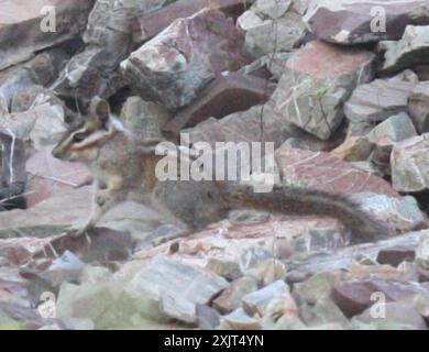 Sonoma Chipmunk (Neotamias sonomae) Mammalia Stock Photo - Alamy