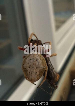 Knobbled Orbweaver (Socca pustulosa), Arachnida, Auckland, NZ Stock ...