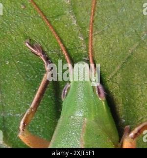 Broad-tipped Conehead (Neoconocephalus triops) Insecta Stock Photo - Alamy