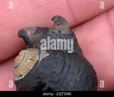 Hooked Slippersnail (Crepidula adunca) Mollusca Stock Photo - Alamy