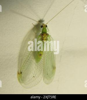 (Leucochrysa insularis) Insecta Stock Photo - Alamy