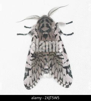 Owlet Moths and Allies (Noctuoidea) Insecta Stock Photo - Alamy
