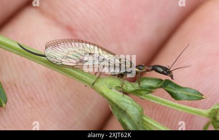 Common Snakeflies (Agulla) Insecta Stock Photo - Alamy