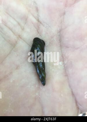 Pond and Melantho Snails (Lymnaeidae) Mollusca Stock Photo - Alamy