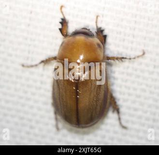 Masked Chafers (Cyclocephala) Insecta Stock Photo - Alamy