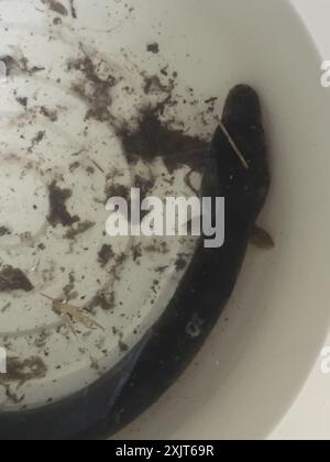 Short-finned Eel (Anguilla australis) Actinopterygii Stock Photo - Alamy