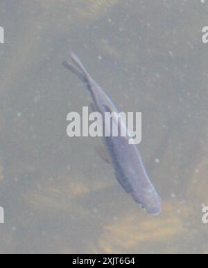 Carps and Minnows (Cyprinoidei) Actinopterygii Stock Photo - Alamy