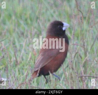 Chestnut Munia (Lonchura atricapilla) Aves Stock Photo - Alamy