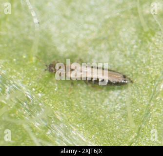 Thrips (Thysanoptera) Insecta Stock Photo - Alamy