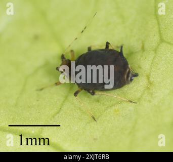 Black Citrus Aphid (Toxoptera aurantii) Insecta Stock Photo - Alamy