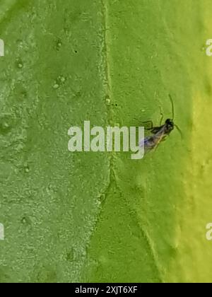 Narrow-waisted Wasps, Ants, and Bees (Apocrita) Insecta Stock Photo - Alamy
