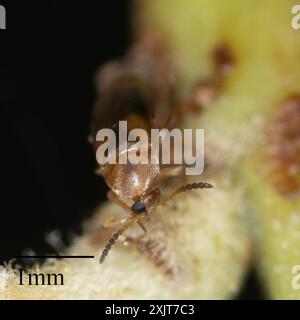 False Flower Beetles (Scraptiidae) Insecta Stock Photo - Alamy