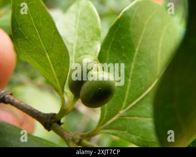 Rock Alder (Afrocanthium mundianum) Plantae Stock Photo - Alamy