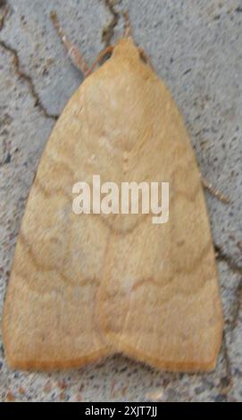 Tufted Moths (Nolidae) Insecta Stock Photo - Alamy