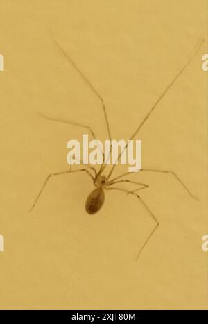 Common Cellar Spiders (Pholcus) Arachnida Stock Photo - Alamy