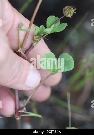 bull clover (Trifolium fucatum) Plantae Stock Photo - Alamy