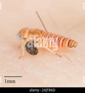 Pincer Wasps (Dryinidae) Insecta Stock Photo - Alamy