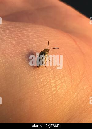Skeletonizing Leaf and Flea Beetles (Galerucinae) Insecta Stock Photo ...