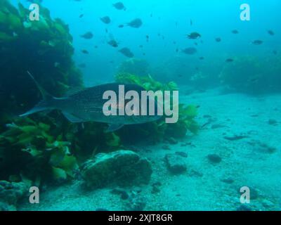 Snapper (Chrysophrys auratus) Actinopterygii Stock Photo - Alamy
