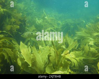 Spotty (Notolabrus celidotus) Actinopterygii Stock Photo - Alamy