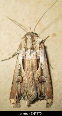 Gregson's Dart (Agrotis spinifera) Insecta Stock Photo - Alamy