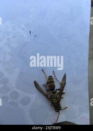Guinea Paper Wasp (Polistes exclamans) Insecta Stock Photo - Alamy