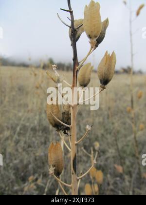 small camas (Camassia quamash) Plantae Stock Photo - Alamy
