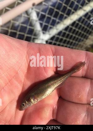 Brook Stickleback (Culaea inconstans) Actinopterygii Stock Photo - Alamy