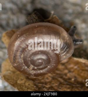 Typical Glass Snails (Oxychilus) Mollusca Stock Photo - Alamy