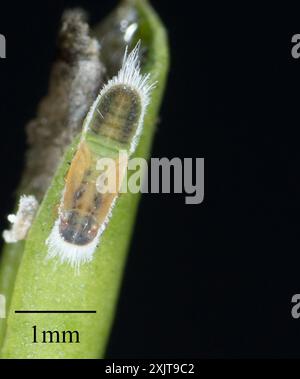 Ficus leaf-rolling psyllid (Trioza brevigenae) Insecta Stock Photo - Alamy