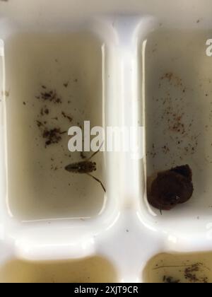 Milky Backswimmers (Notonecta) Insecta Stock Photo - Alamy