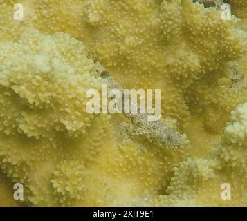 Hawaiian Lizardfish (Synodus ulae) Actinopterygii Stock Photo - Alamy