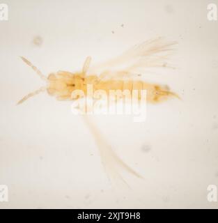 Chilli Thrips (Scirtothrips dorsalis) Insecta Stock Photo - Alamy