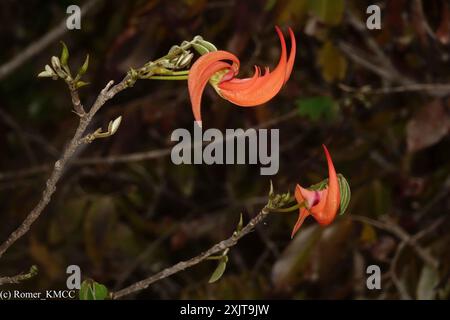 (Chadsia versicolor) Plantae Stock Photo - Alamy