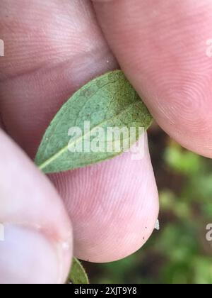 dwarf huckleberry (Gaylussacia dumosa) Plantae Stock Photo - Alamy