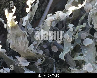 cartilage lichen (Ramalina celastri) Fungi Stock Photo - Alamy
