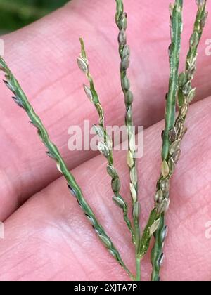 smooth crabgrass (Digitaria ischaemum) Plantae Stock Photo - Alamy