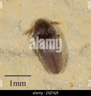 Small false click beetles (Throscidae) Insecta Stock Photo - Alamy