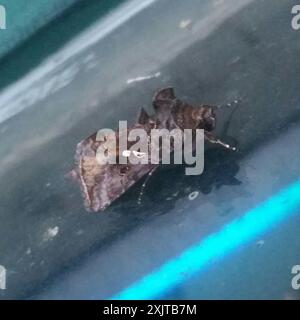 Common Looper Moth (Autographa precationis) Insecta Stock Photo - Alamy