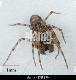 Long-spined Thread Meshweaver (Dictyna calcarata Stock Photo - Alamy