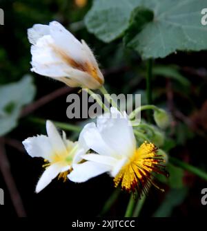 African hemp (Sparrmannia africana) Plantae Stock Photo - Alamy